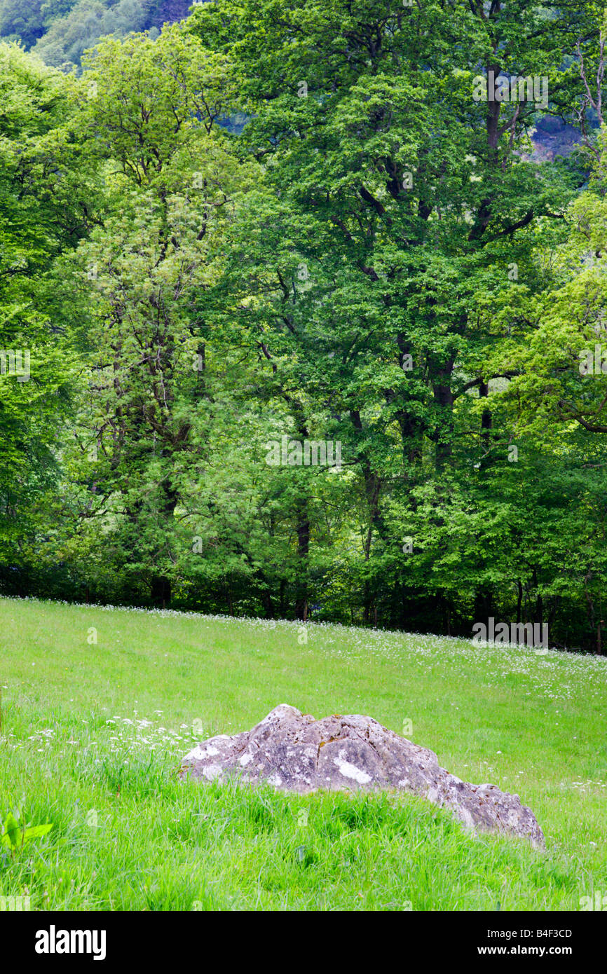 Meadow and Spring Trees at Fairy Glen Betws y Coed Snowdonia Wales ...