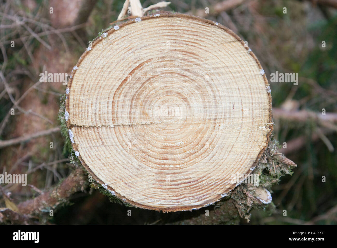 Tree trunk cross section rings showing hi-res stock photography and ...