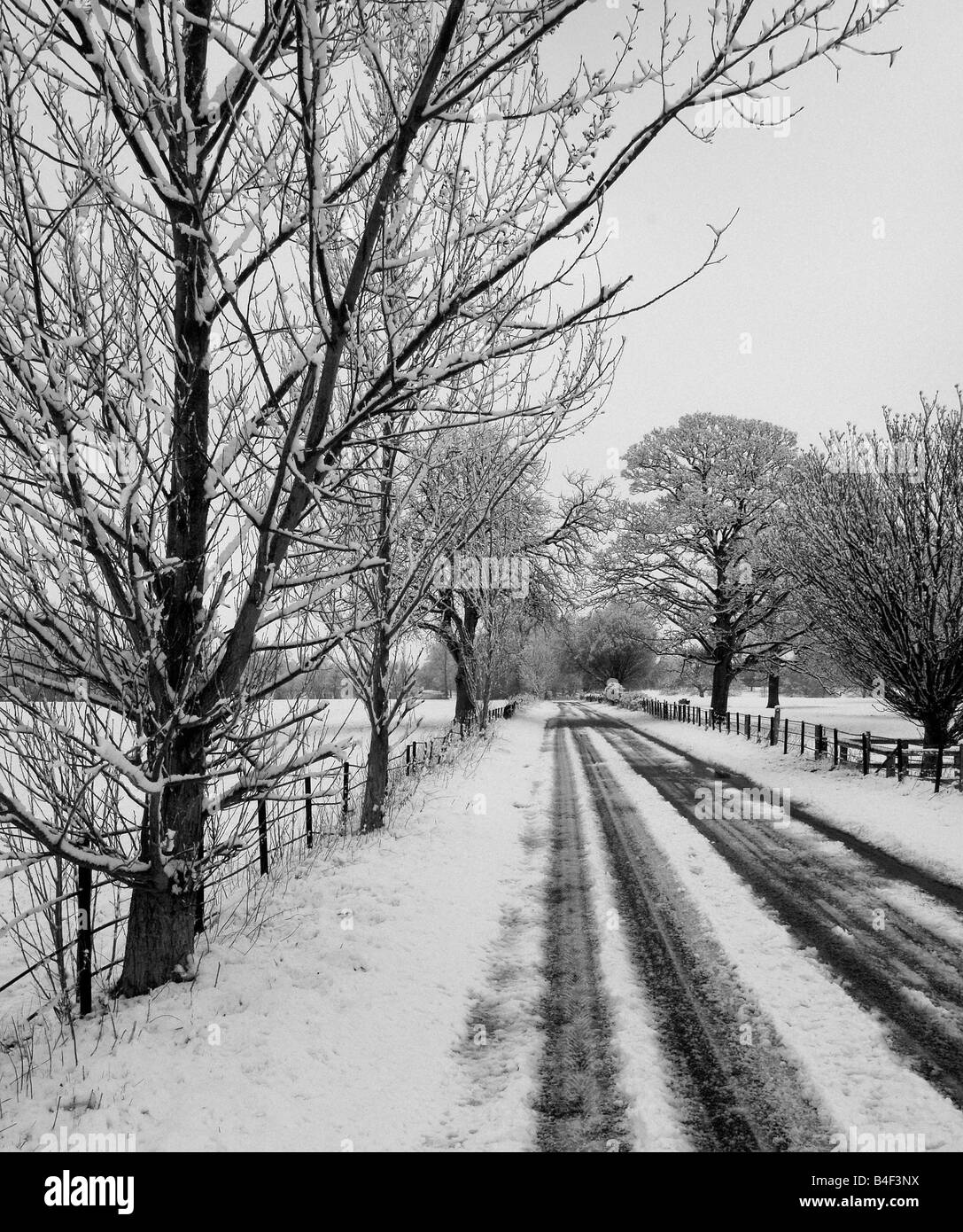 Black sow Black and White Stock Photos & Images - Alamy