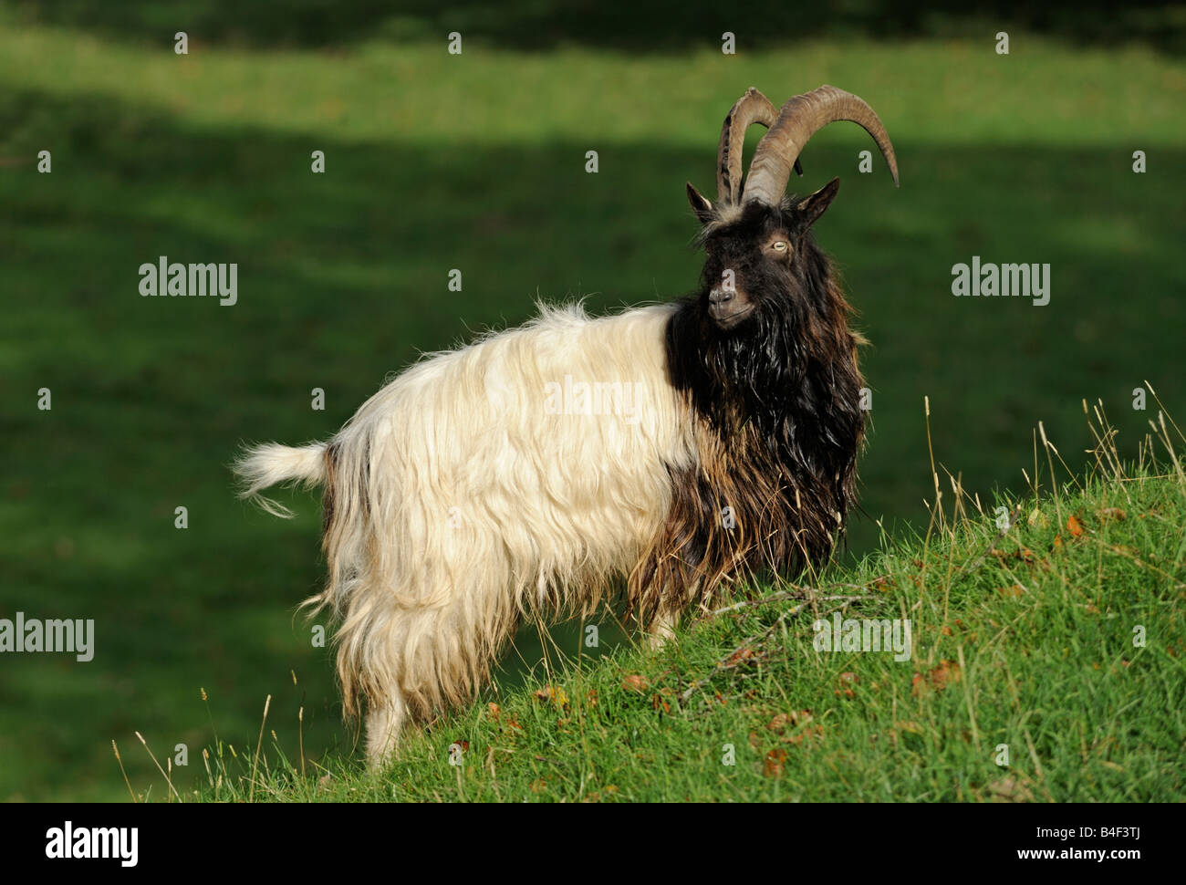 Bagot Goat High Resolution Stock Photography and Images - Alamy