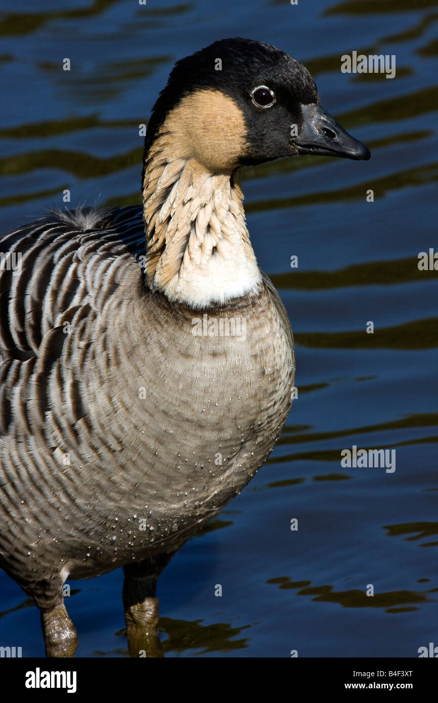 The Hawaiian Goose or Nene - The worlds rarest goose Stock Photo - Alamy