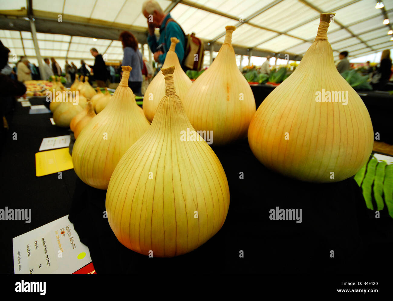 Giant onions hi-res stock photography and images - Alamy