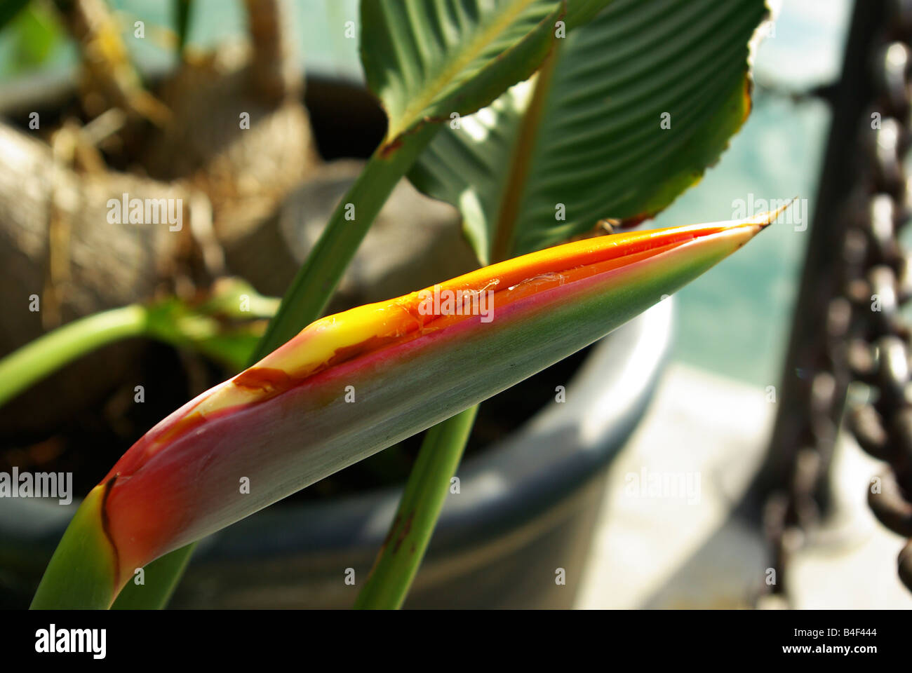 The bud of a Bird of Paradise flower ready to open, ( Strelitzia ...