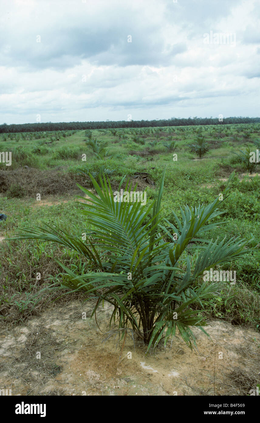 Oil palm hi-res stock photography and images - Alamy