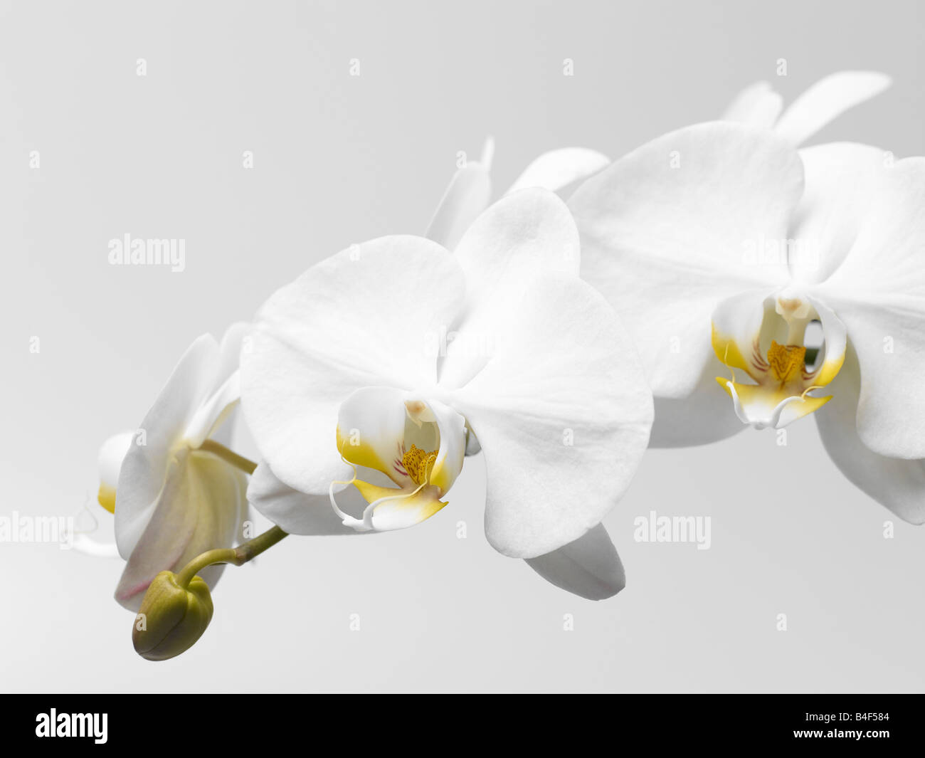 Close up of orchid blossoms, horizontal Stock Photo - Alamy