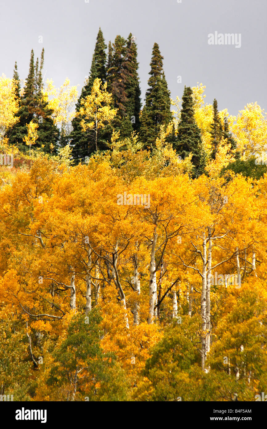 Spectacular fall colors in Colorado,USA Stock Photo - Alamy
