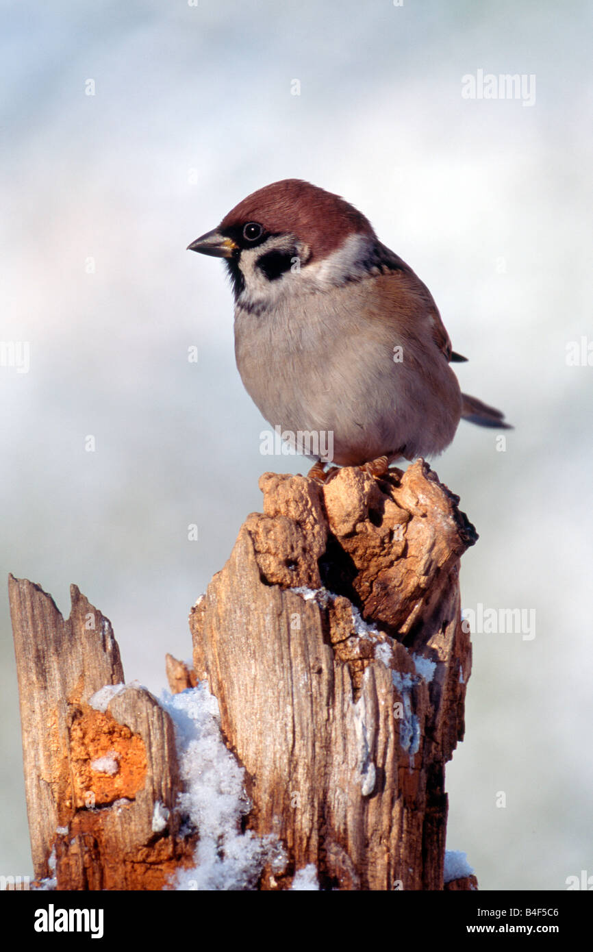 Tree Sparrow (Passer montanus), male perched on rotten tree trunk Stock ...