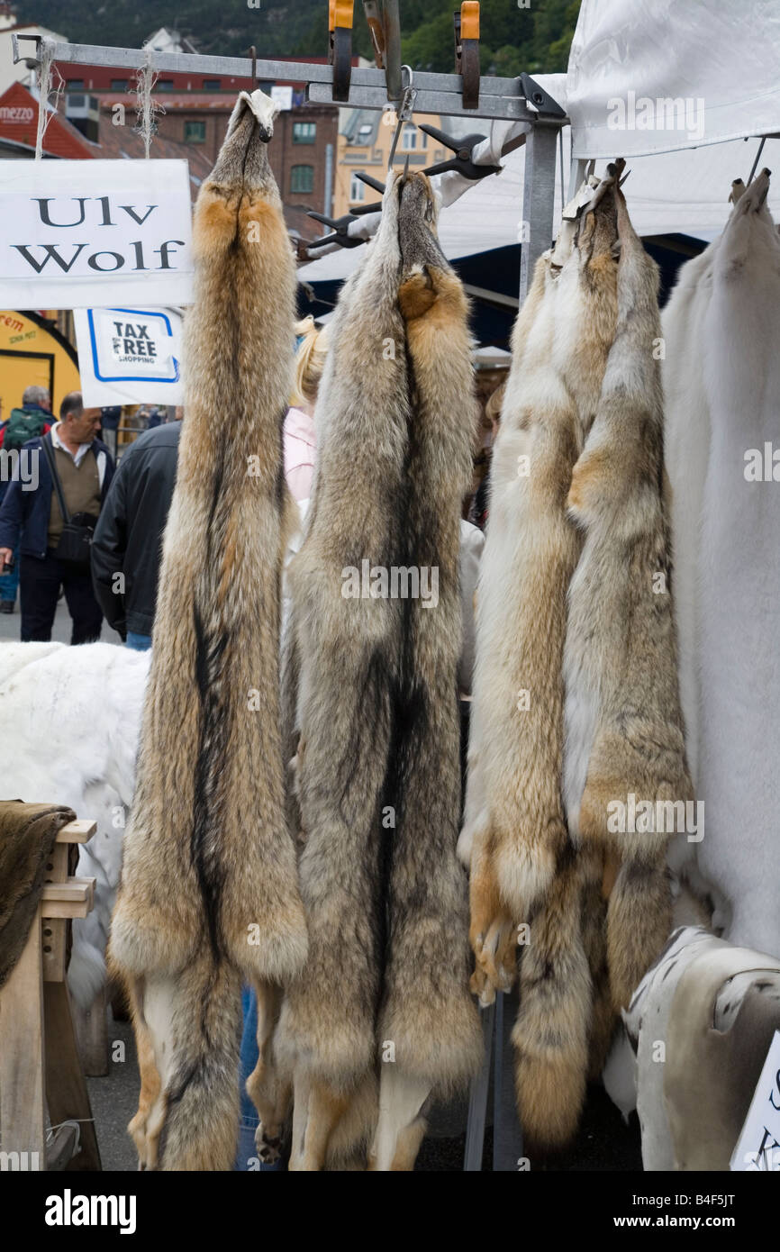 Wolf skins hi-res stock photography and images - Alamy