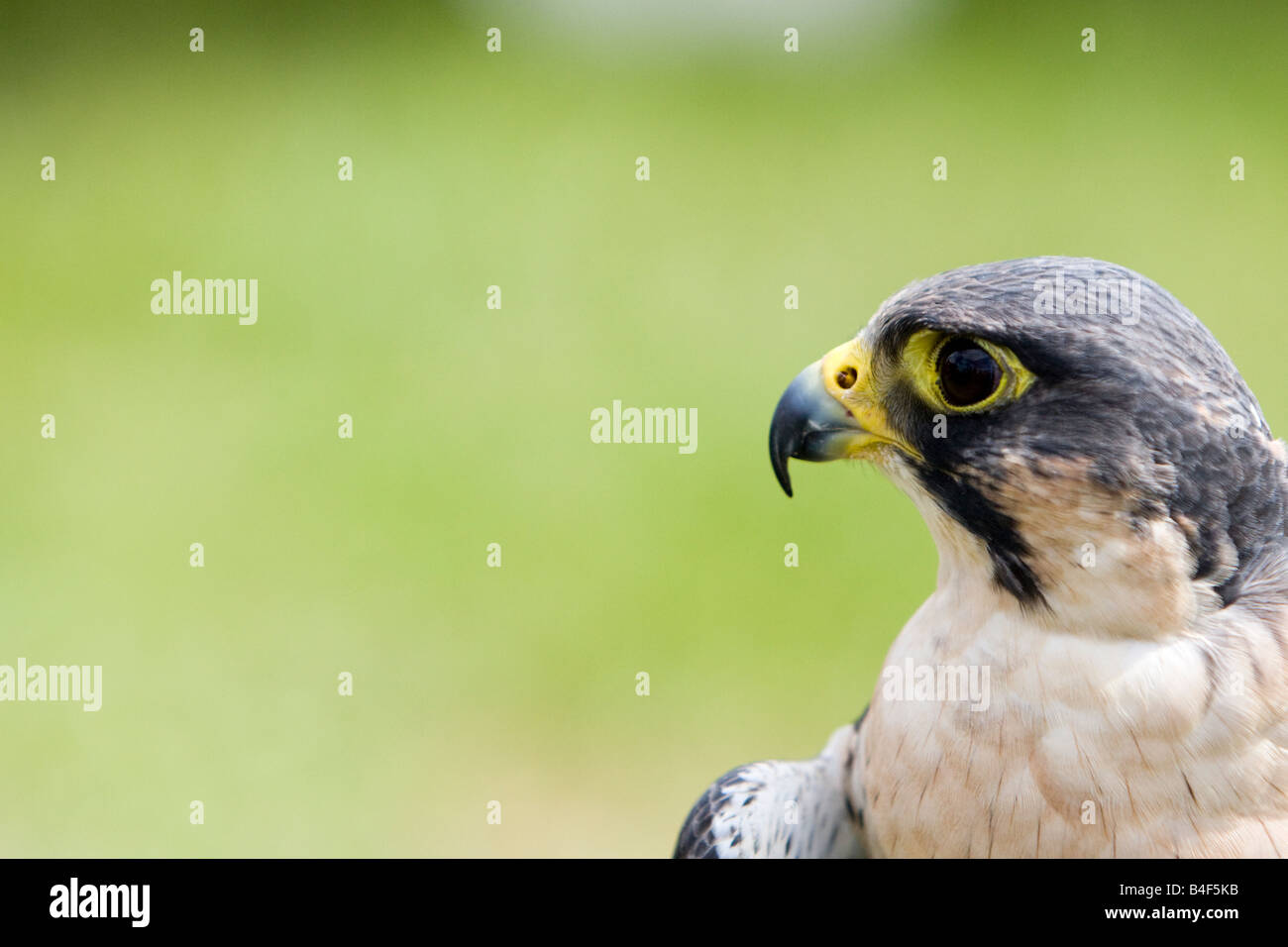 Peregrine falcon hybrid (Falco peregrinus) on his look out for prey Stock Photo - Alamy