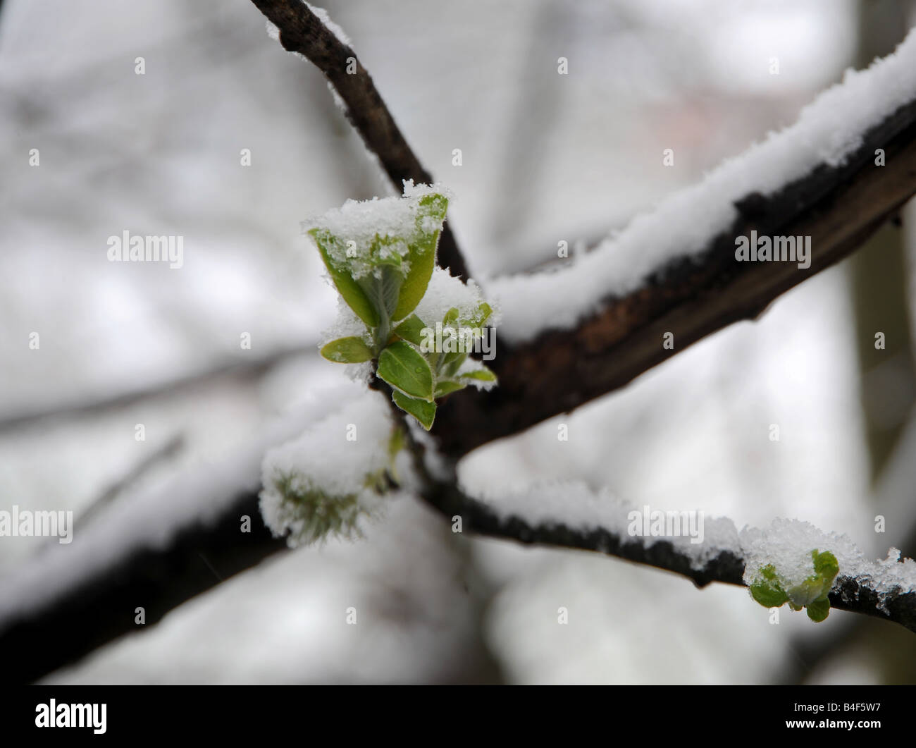 snow covered twigs with new growth of green leaves poking through Stock ...