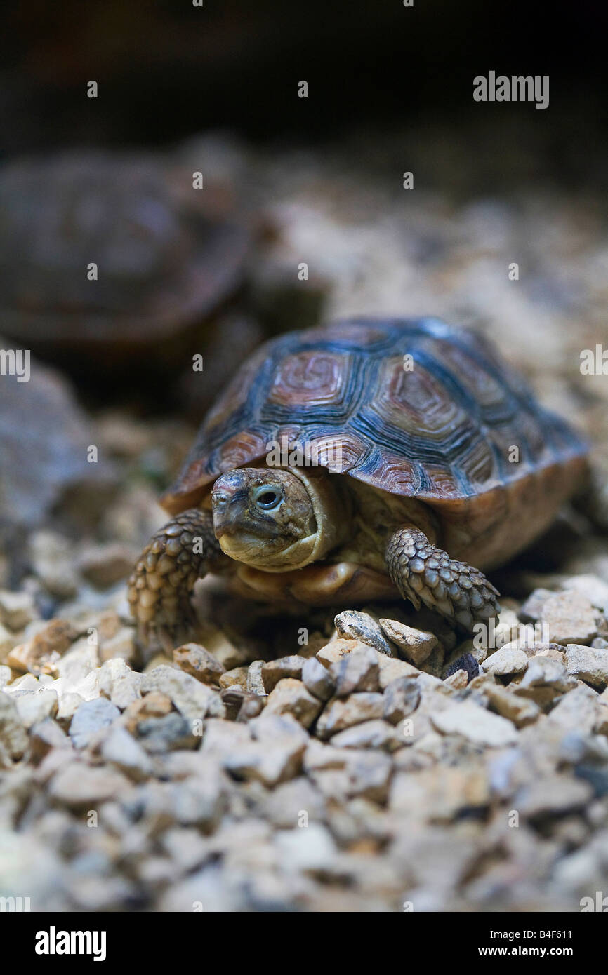 Sardinian Marginated Tortoise (Testudo marginata sarda Stock Photo - Alamy