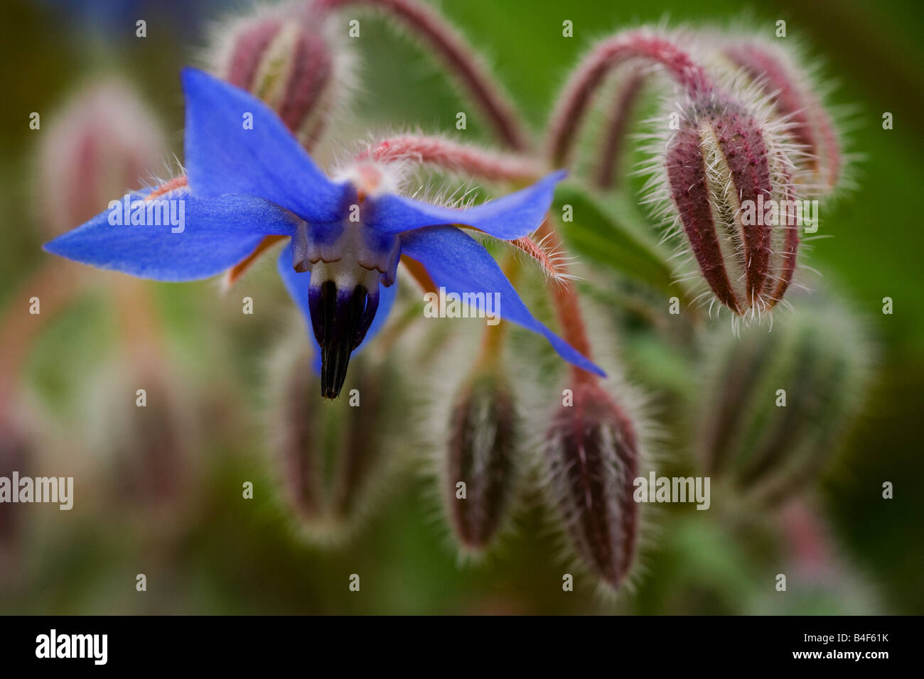 Borage Flower and Buds Stock Photo - Alamy
