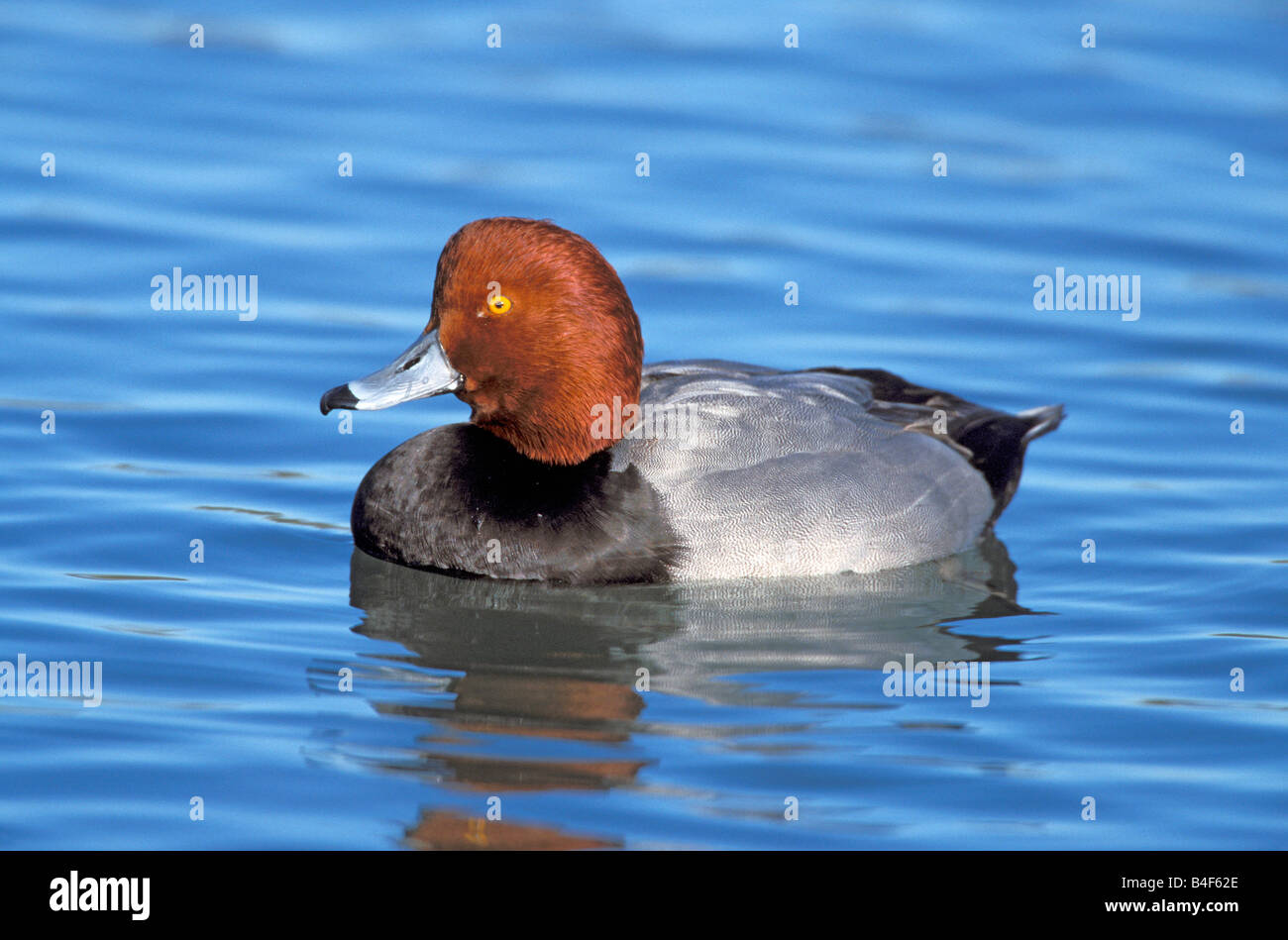 Redhead duck flying hi-res stock photography and images - Alamy