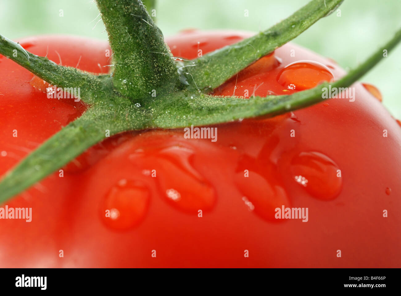 Tomato A ripe vegetable with drops of dew Stock Photo - Alamy