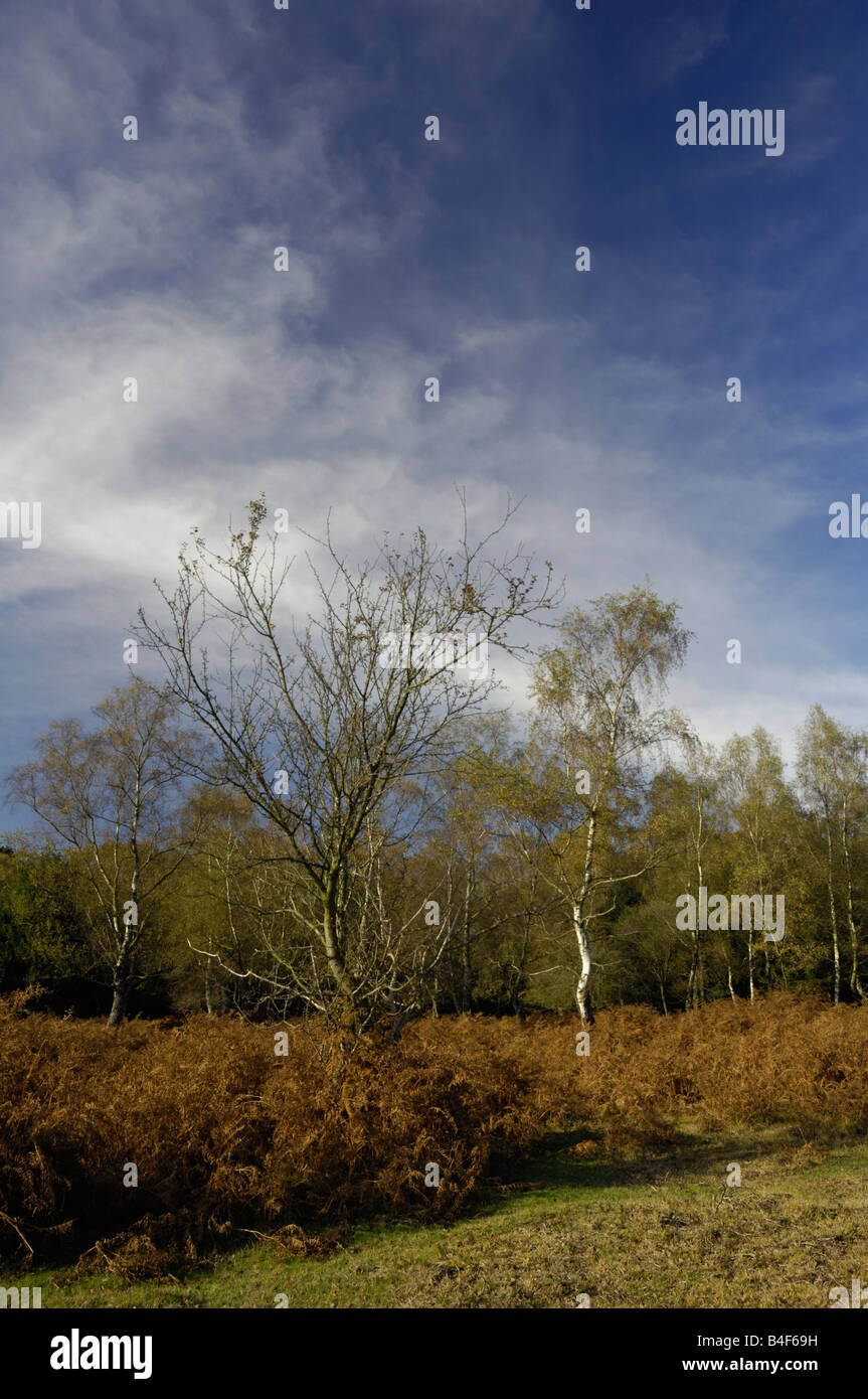 New Forest landscape with bracken and birch trees in autumn Stock Photo ...