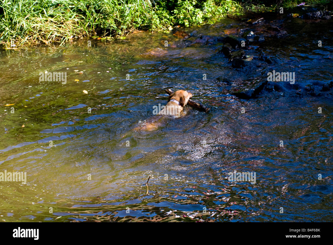 Golden labrador retreiver fetching a stick from the water Stock Photo ...