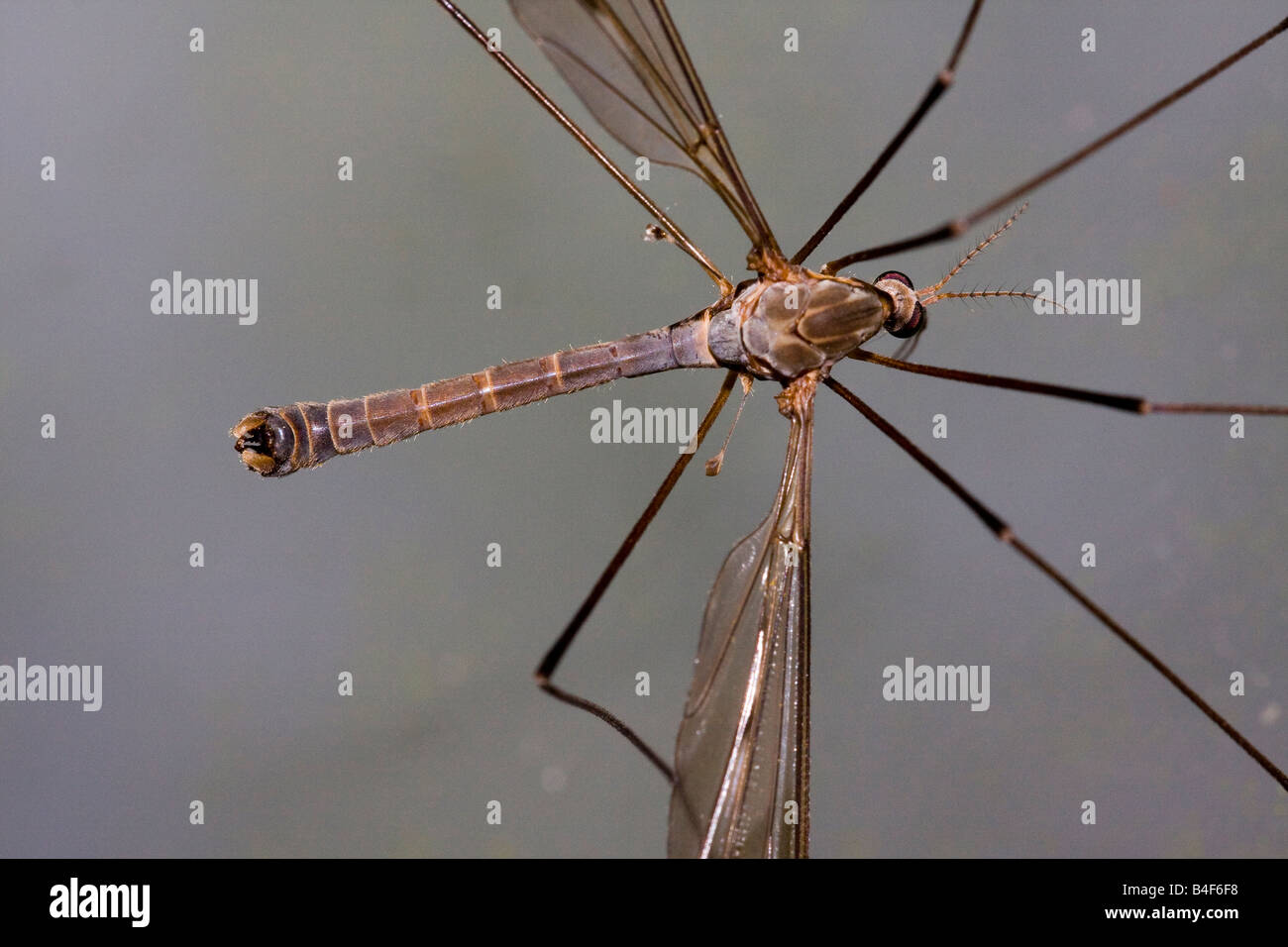 Crane flies crane flies daddy long legs tipulidae hi-res stock ...