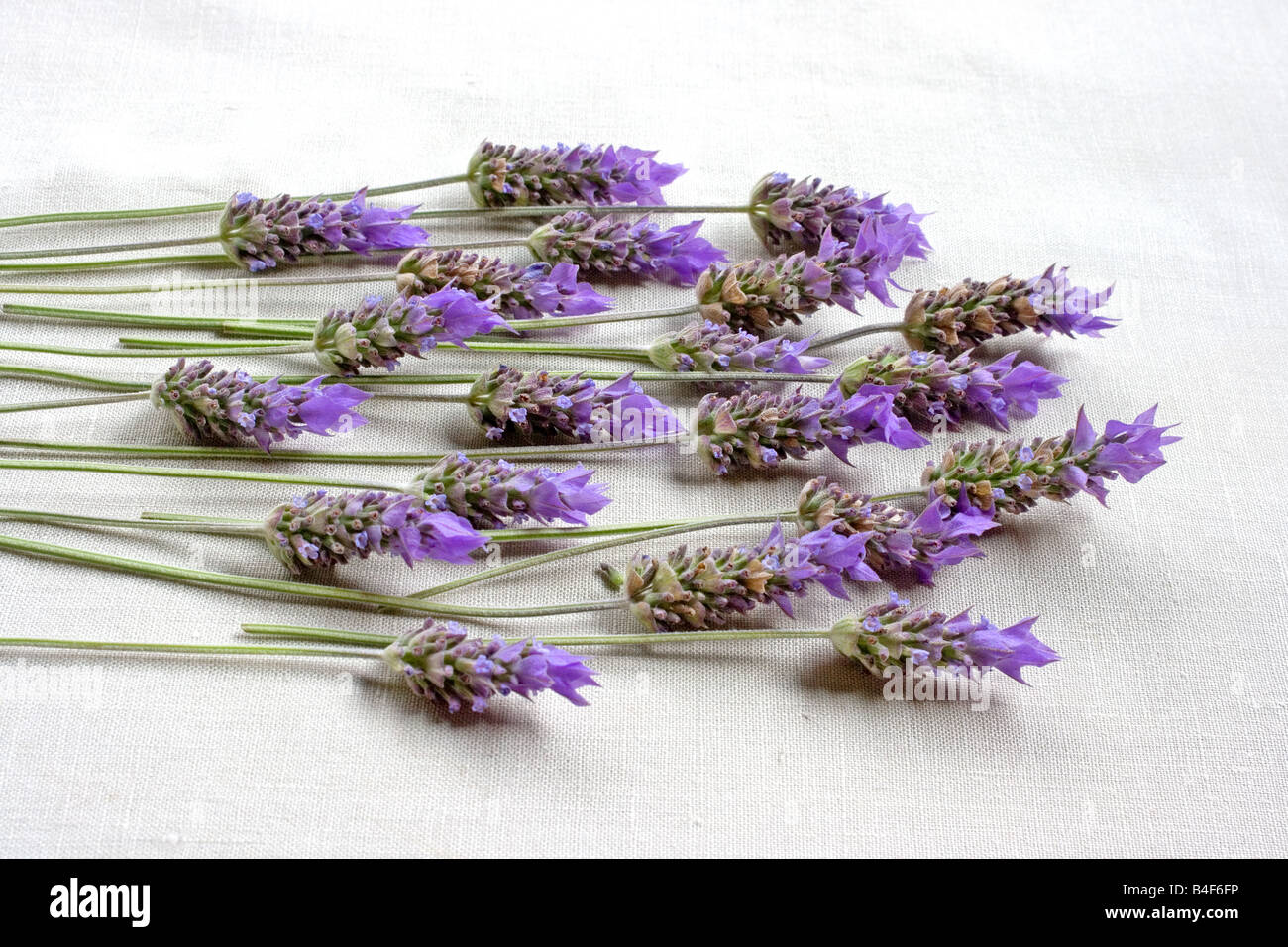 Lavender sprigs on white background Stock Photo - Alamy