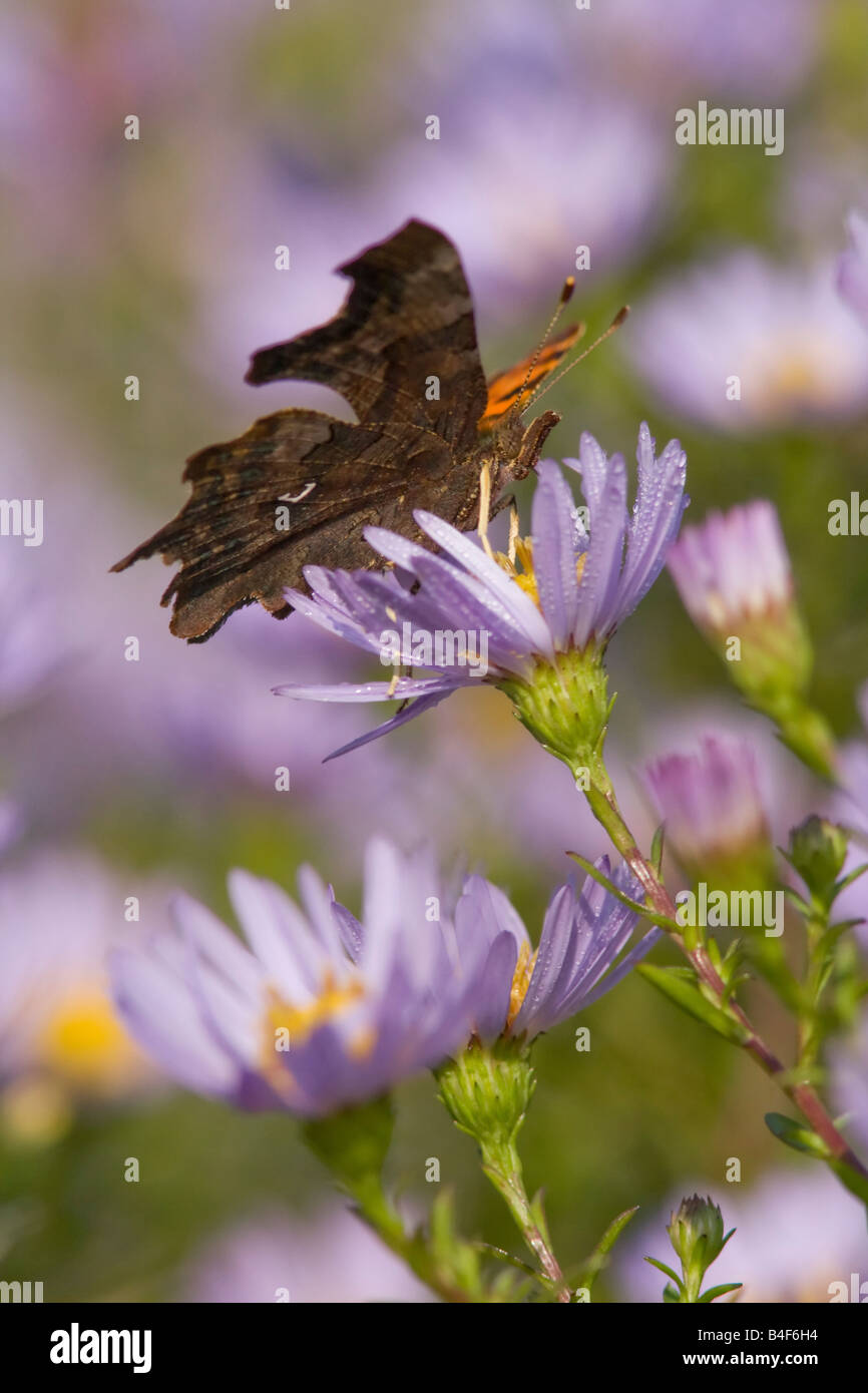 Comma butterfly flying hi-res stock photography and images - Alamy