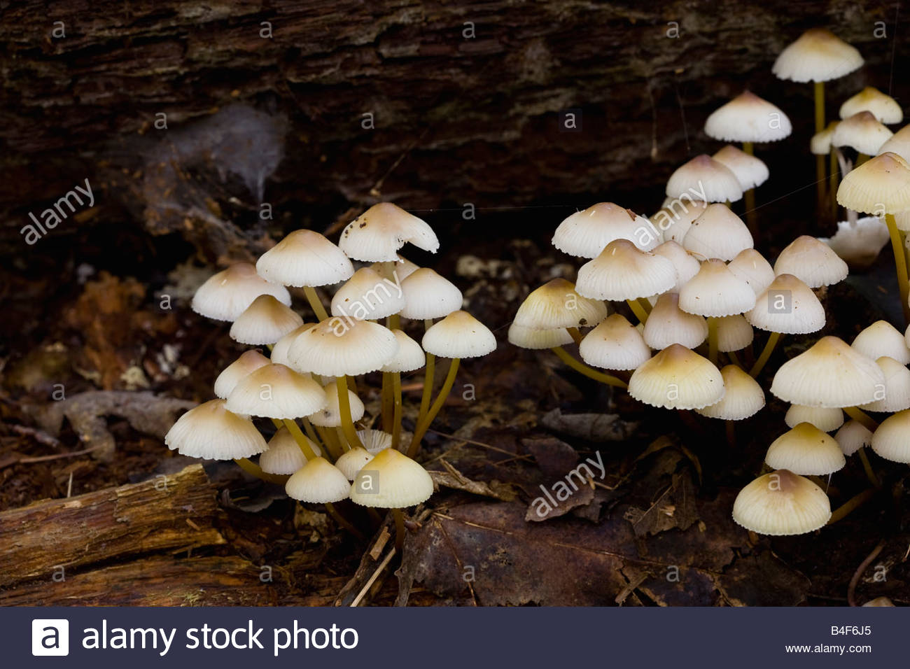 Mycena Fungi High Resolution Stock Photography and Images - Alamy