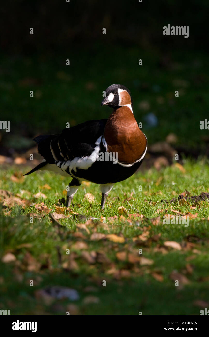 Red breasted Goose - Branta ruficollis Stock Photo - Alamy