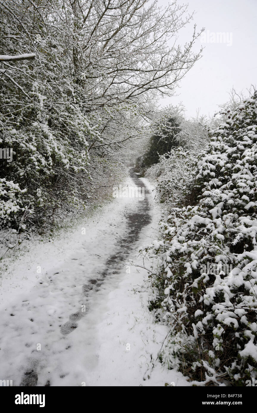 snow covered country path tree and hedge lined Stock Photo - Alamy