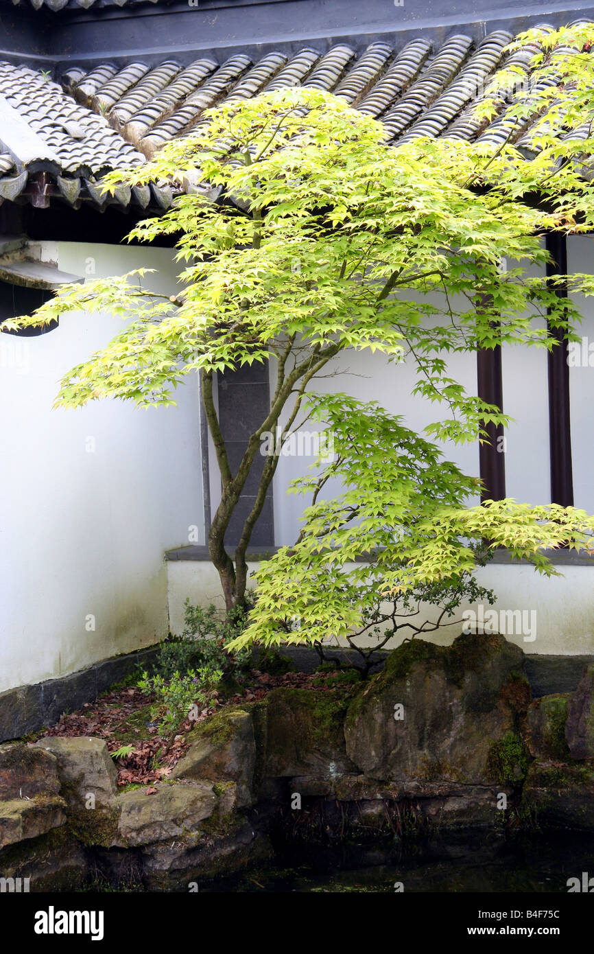 Green maple in a chinese garden Stock Photo - Alamy