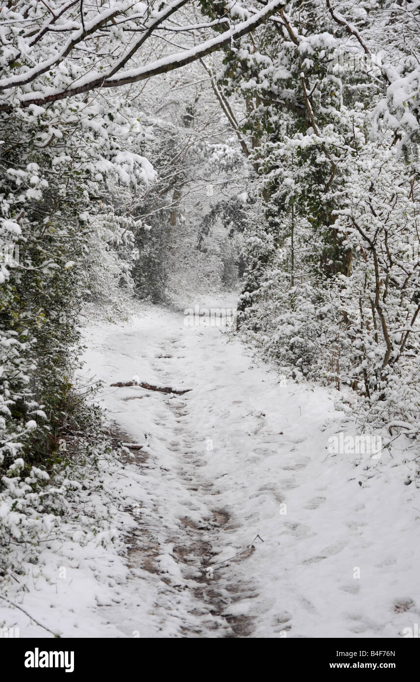 snow covered path and through a tunnel of trees Stock Photo - Alamy