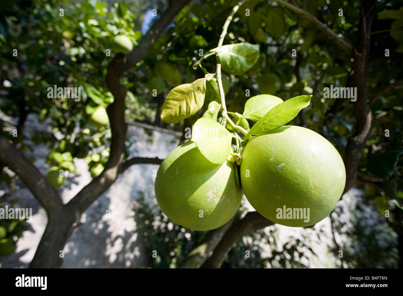 Grapefruit growing in the garden of Villa Monastero, Varenna, Lecco ...