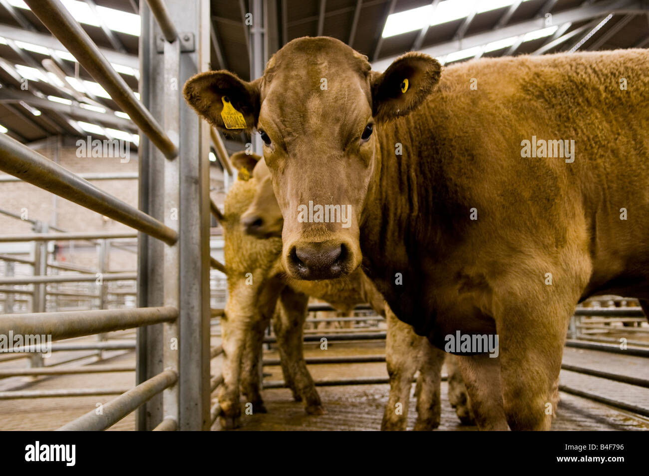 Dingwall mart hi-res stock photography and images - Alamy