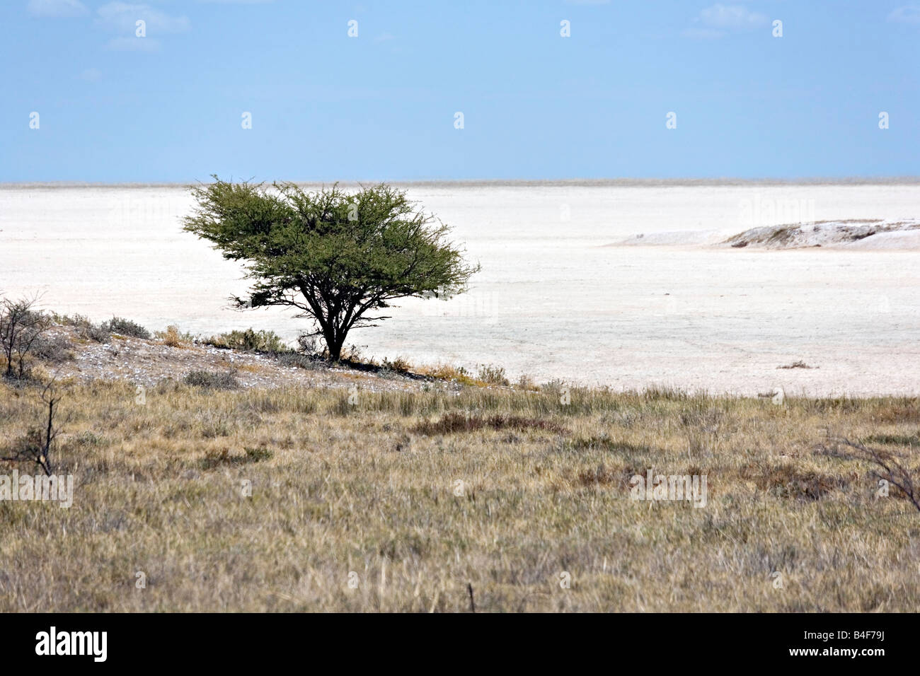Lonely acacia tree and vast Etosha pan in background in Etosha National ...