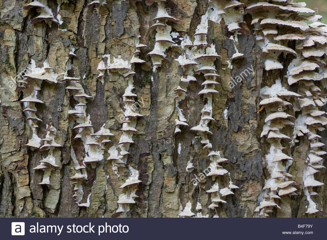 Bracket Fungus Stock Photos & Bracket Fungus Stock Images - Alamy