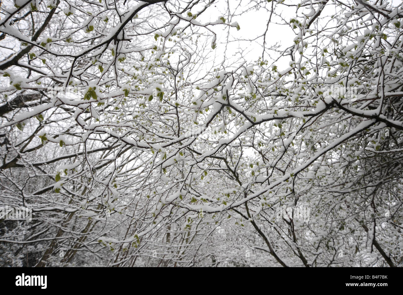 snow covered tree branch Stock Photo - Alamy