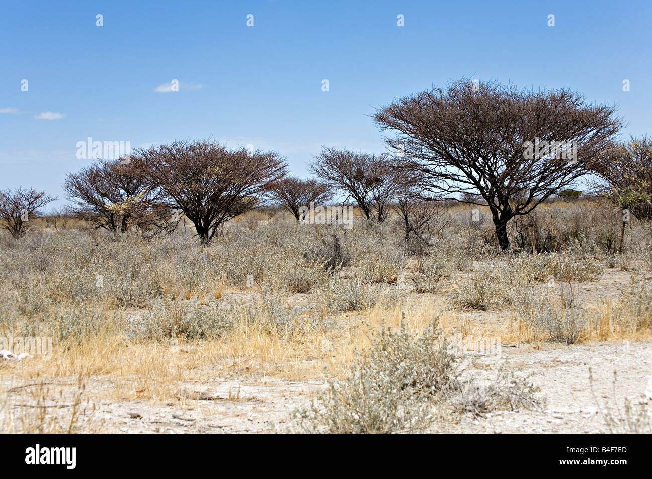 Scenic of acacia tree bush landscape in Etosha National Park Namibia ...