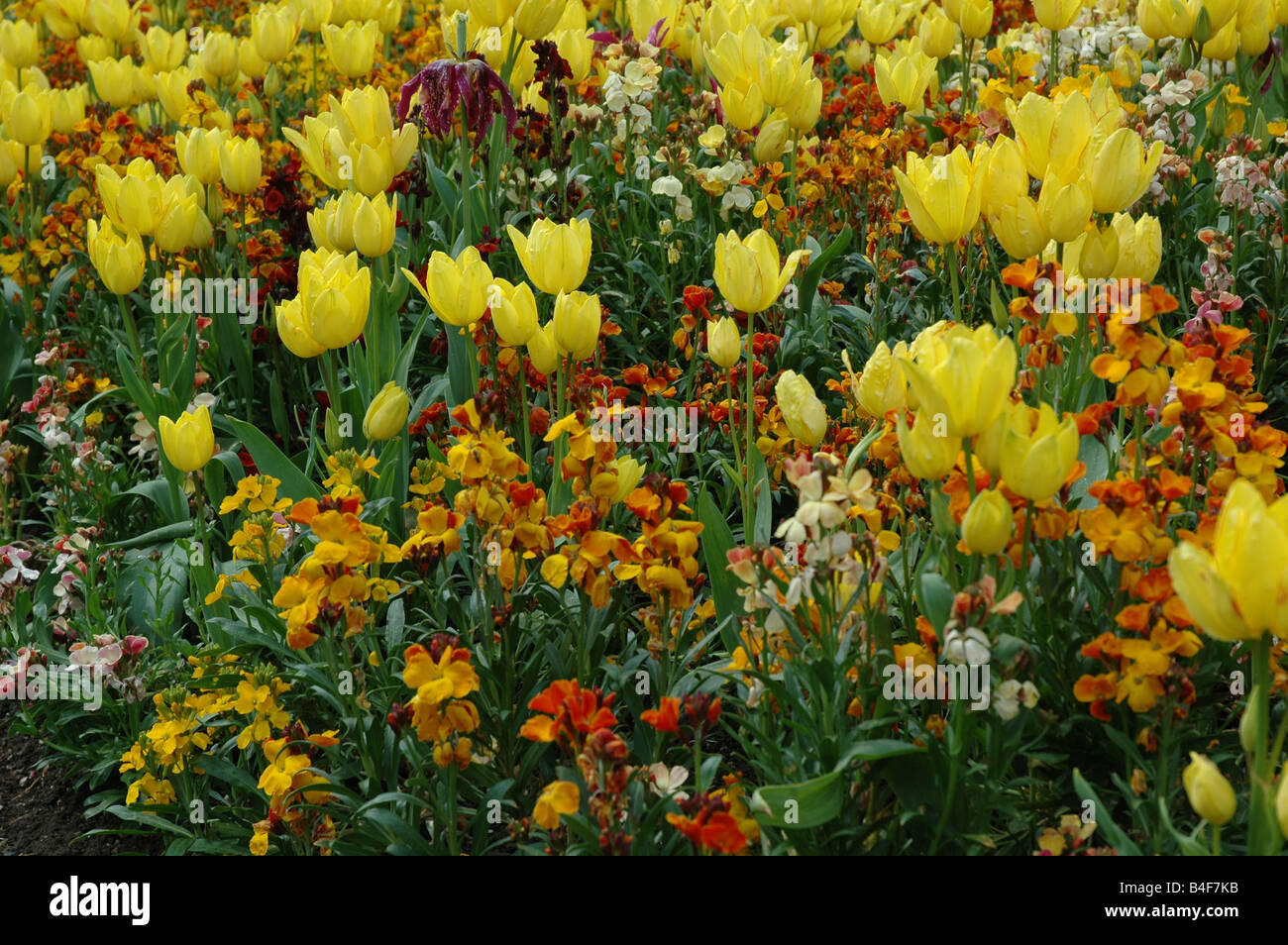Mainly yellow floral display Stock Photo - Alamy
