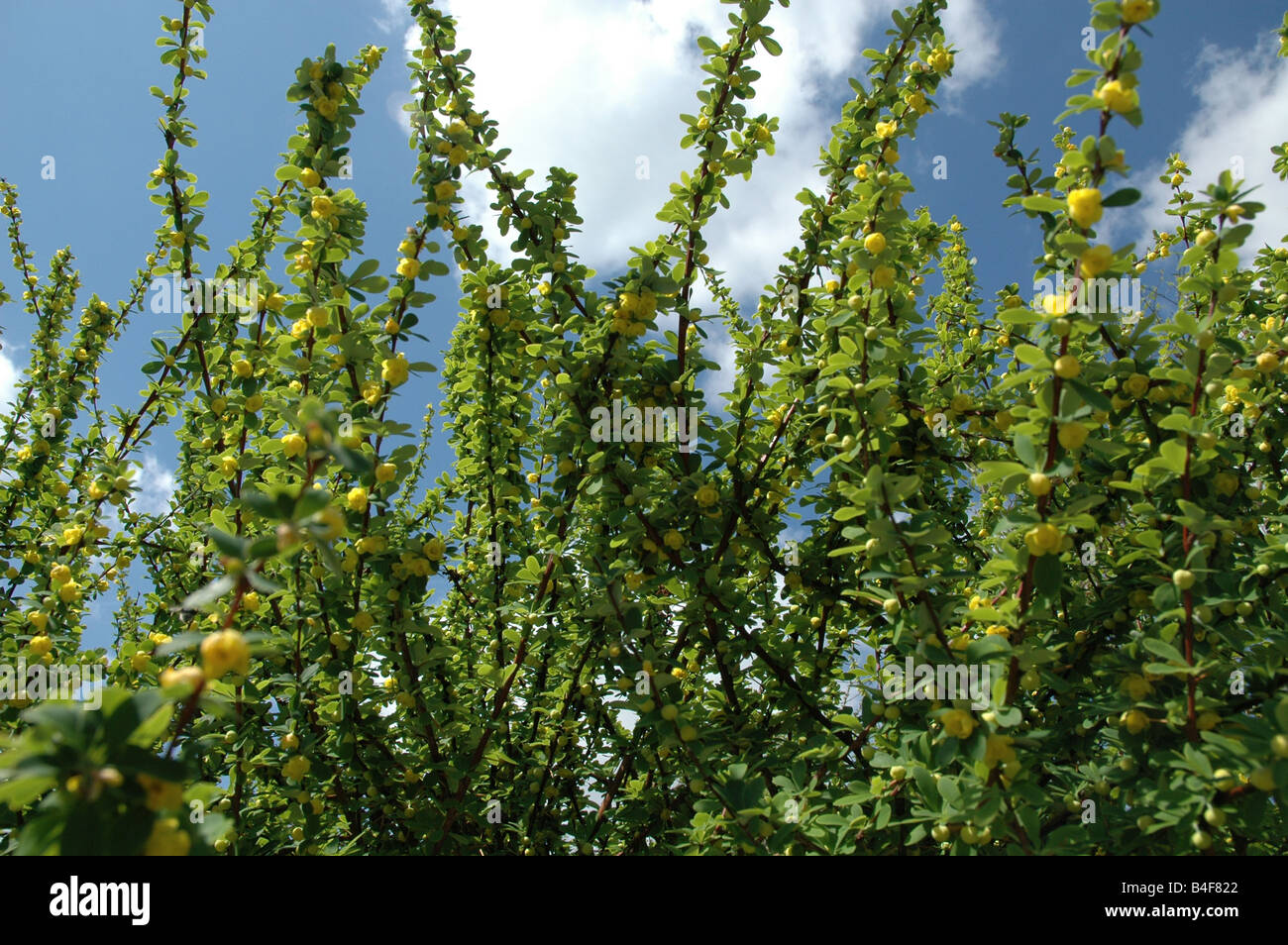 Tall yellow flowered bush Stock Photo - Alamy