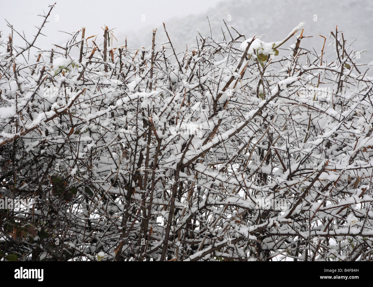 snow covered twigs on hedge Stock Photo - Alamy