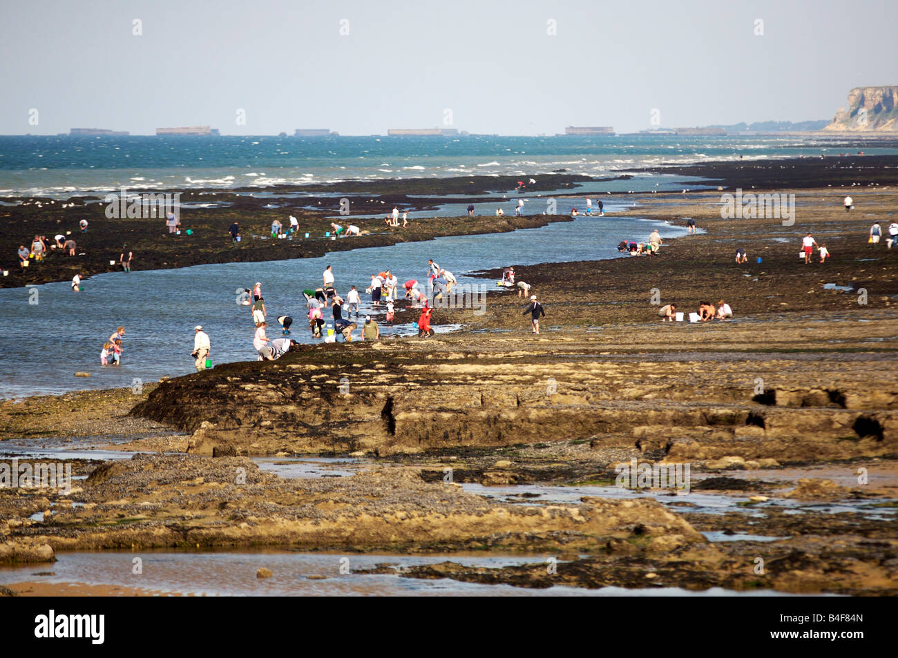 Collecting Scallops Near to Port-en- Bessin-Huppain, Normandy, France ...