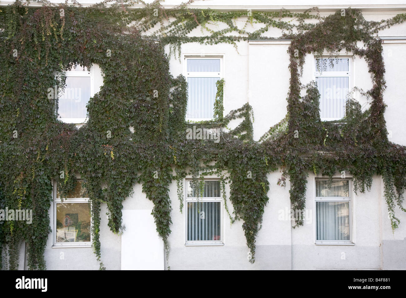 Ivy covering the front of a building Stock Photo - Alamy