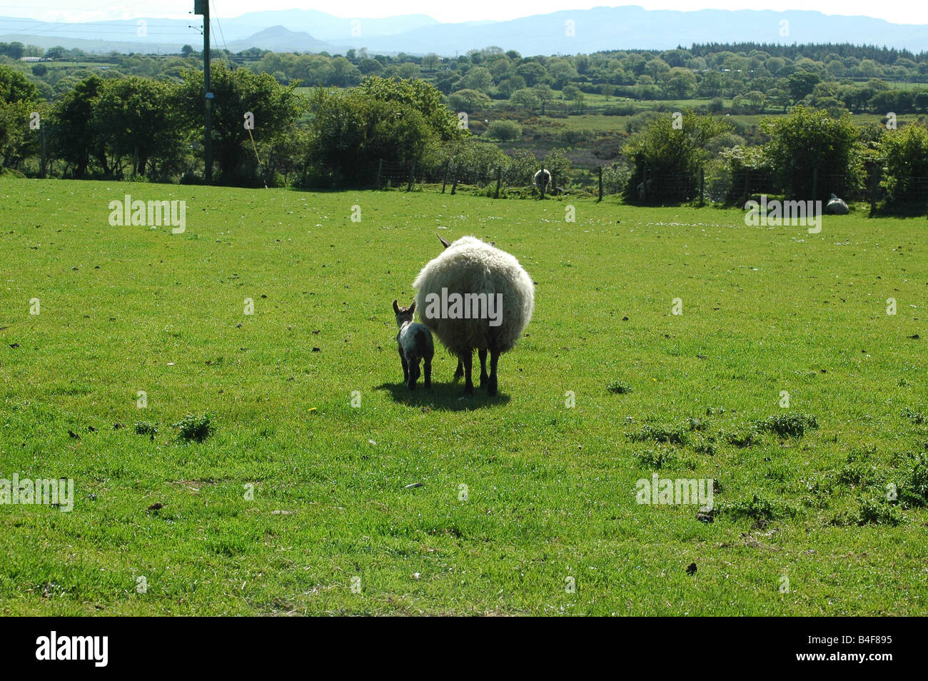 Sheep walk away hi-res stock photography and images - Alamy
