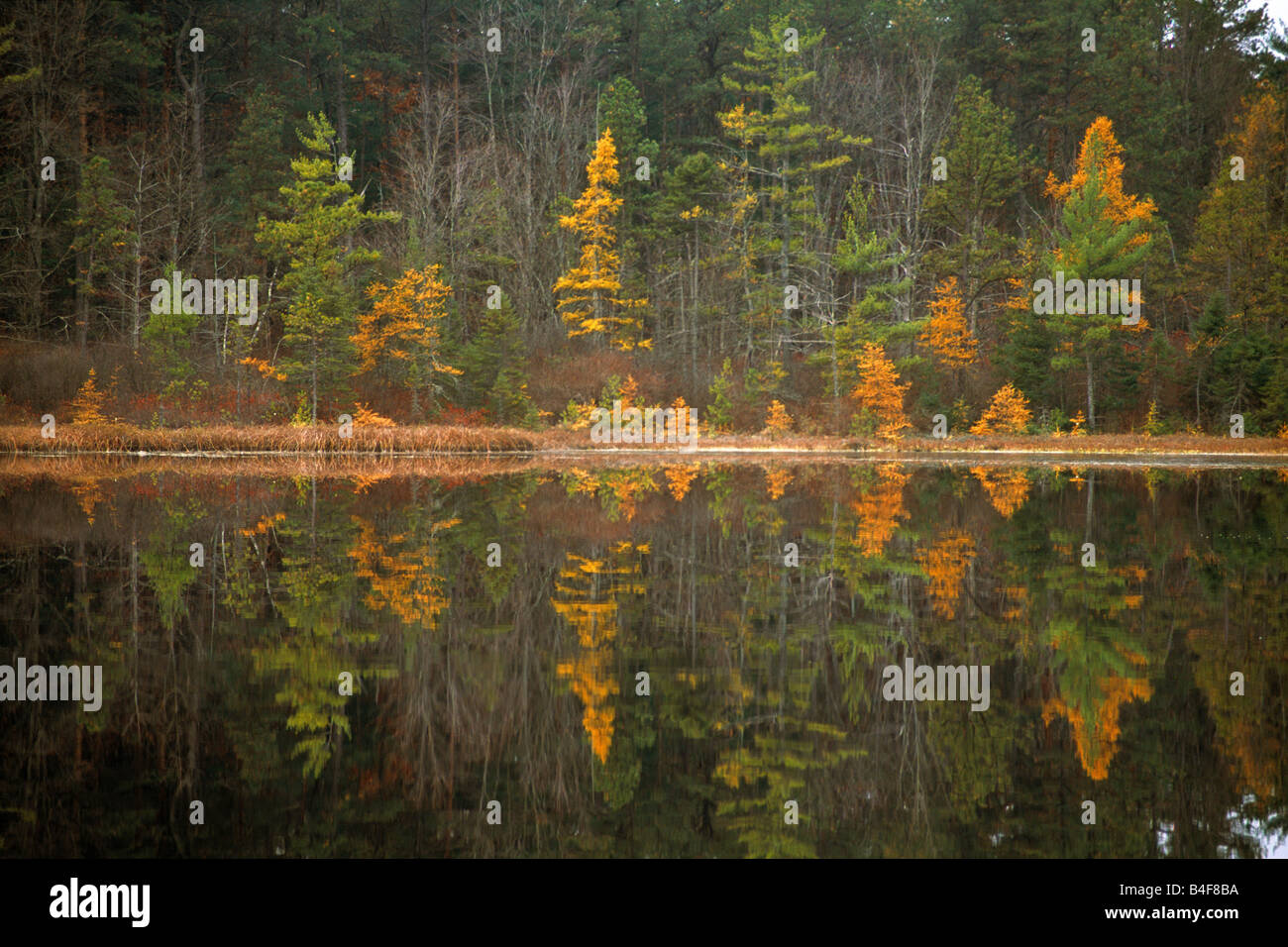 Tamarack tamarack hi-res stock photography and images - Alamy