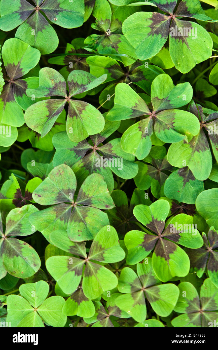 Four leaf clover frame hi-res stock photography and images - Alamy