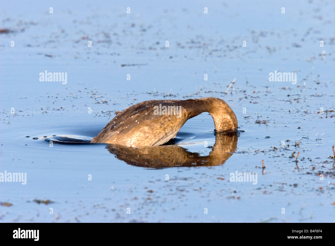 Adolescent duck hi-res stock photography and images - Alamy