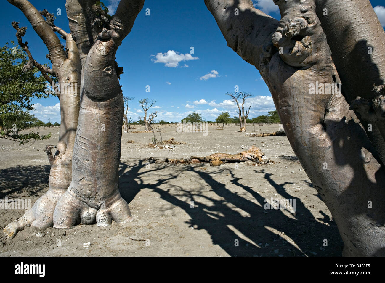 Moringa ovalifolia trees in the Ghost Tree Forest in Etosha National ...