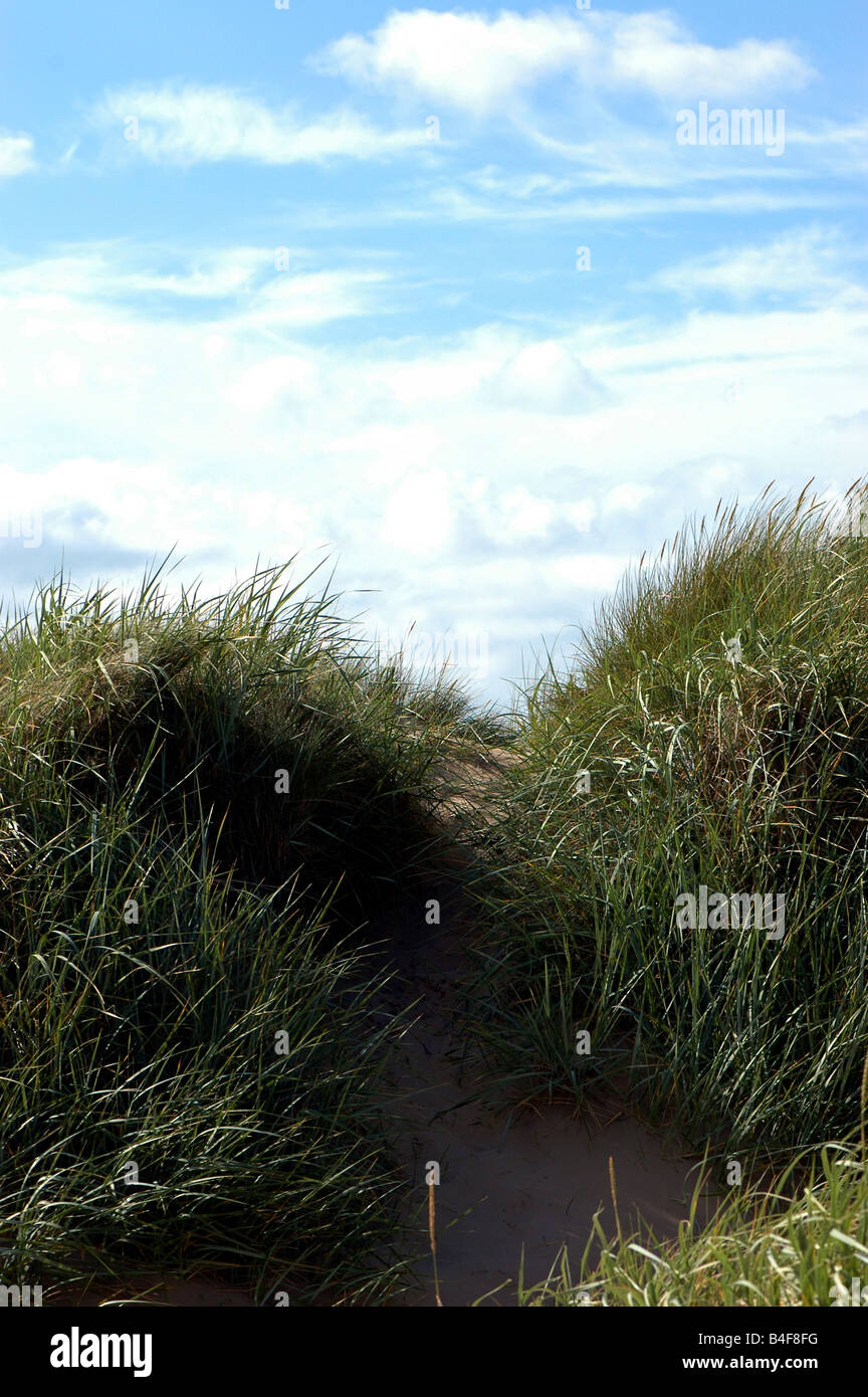 A path leading through some sand dunes Stock Photo - Alamy