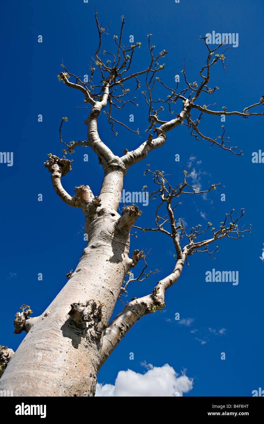 A specimen of Moringa ovalifolia tree in the Ghost Tree Forest in ...