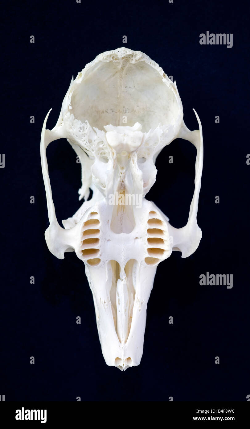 Rabbit skeleton hi-res stock photography and images - Alamy