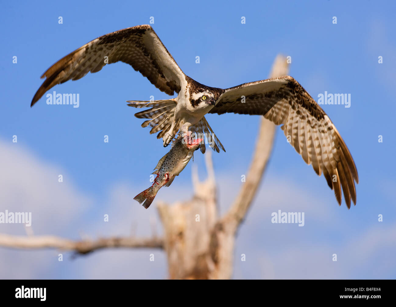 Osprey in Flight with fresh caught fish Stock Photo - Alamy