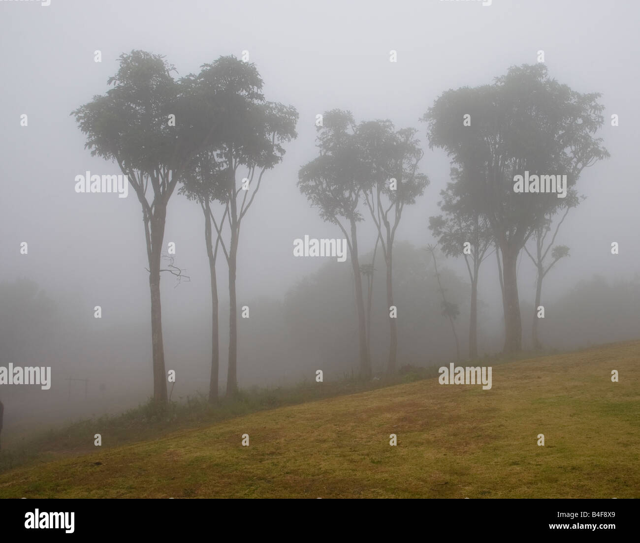 trees in the mist Stock Photo - Alamy