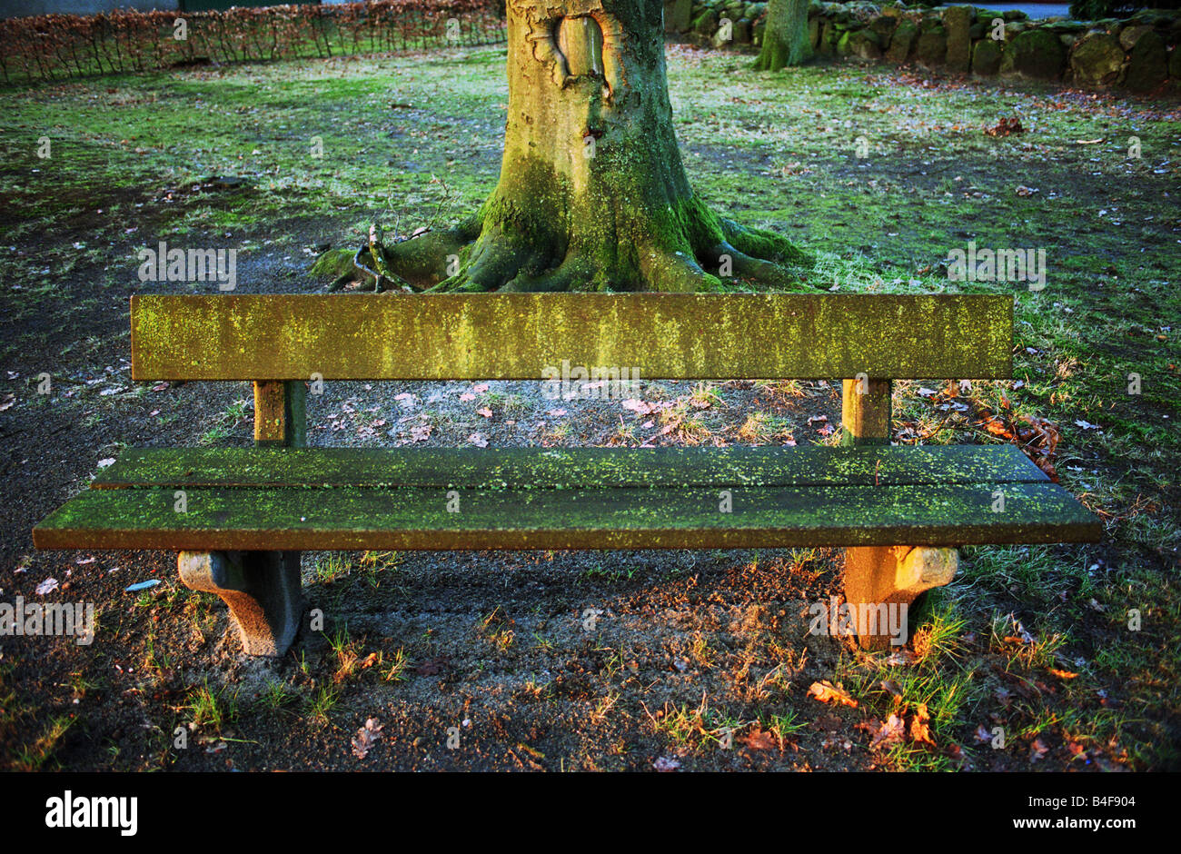 Bench covered with moss Stock Photo - Alamy